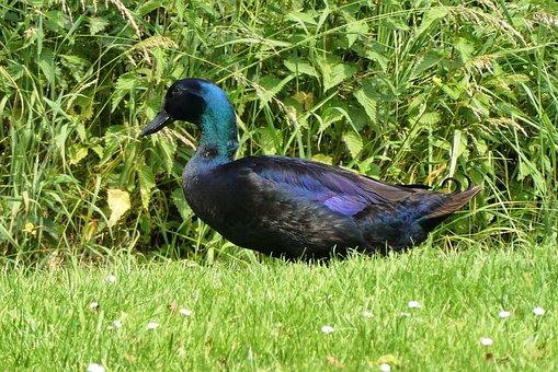 Cayuga Duck Smaragdeend Ditch Side - Free photo on Pixabay