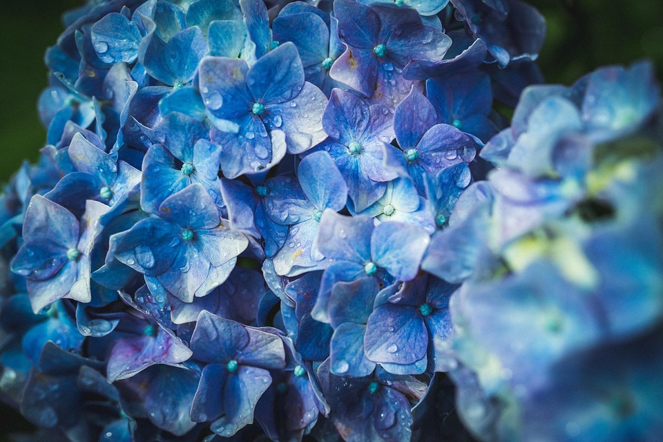 Hydrangea Blue Flower - Free photo on Pixabay