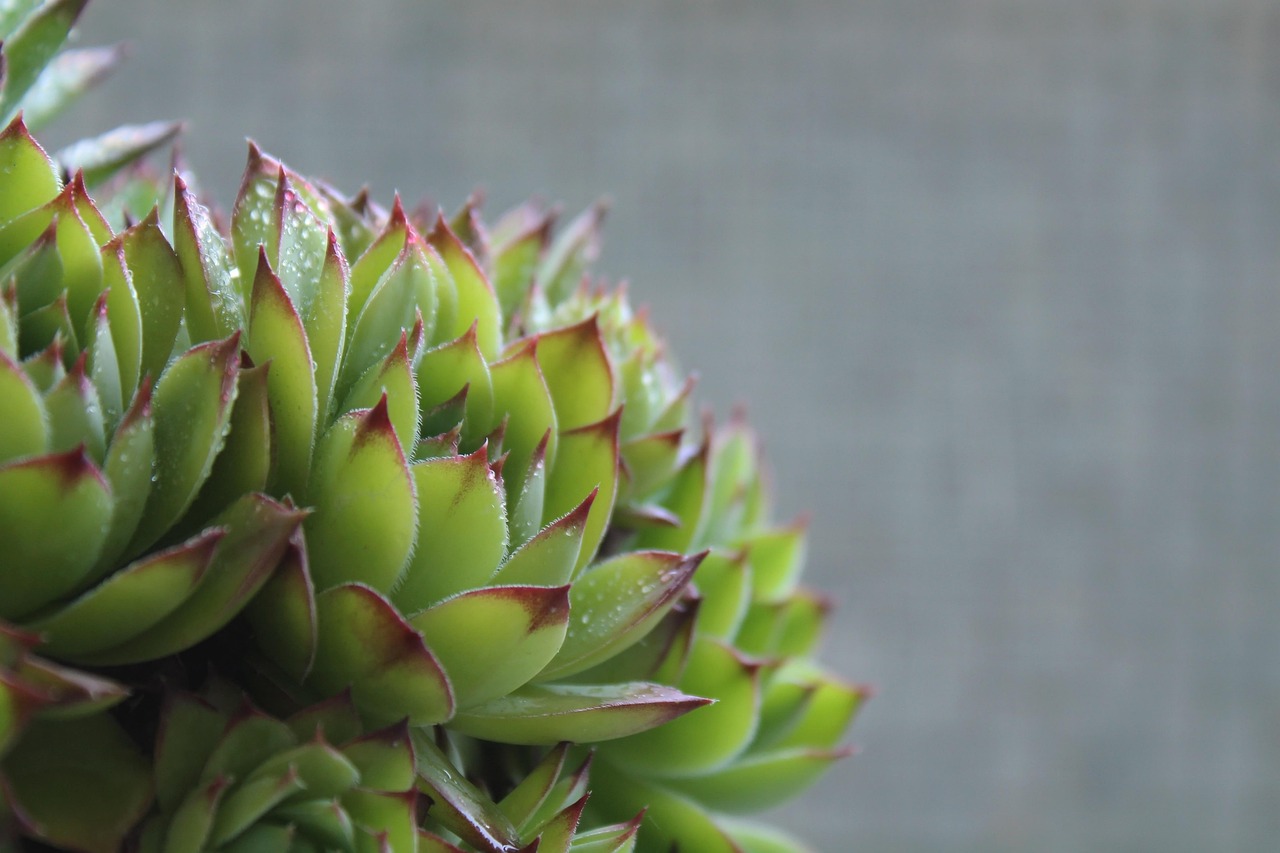 Succulent Plantes Succulentes - Photo gratuite sur Pixabay - Pixabay