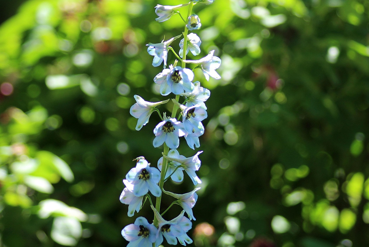 Fleur Cloches Bleue Le - Photo gratuite sur Pixabay
