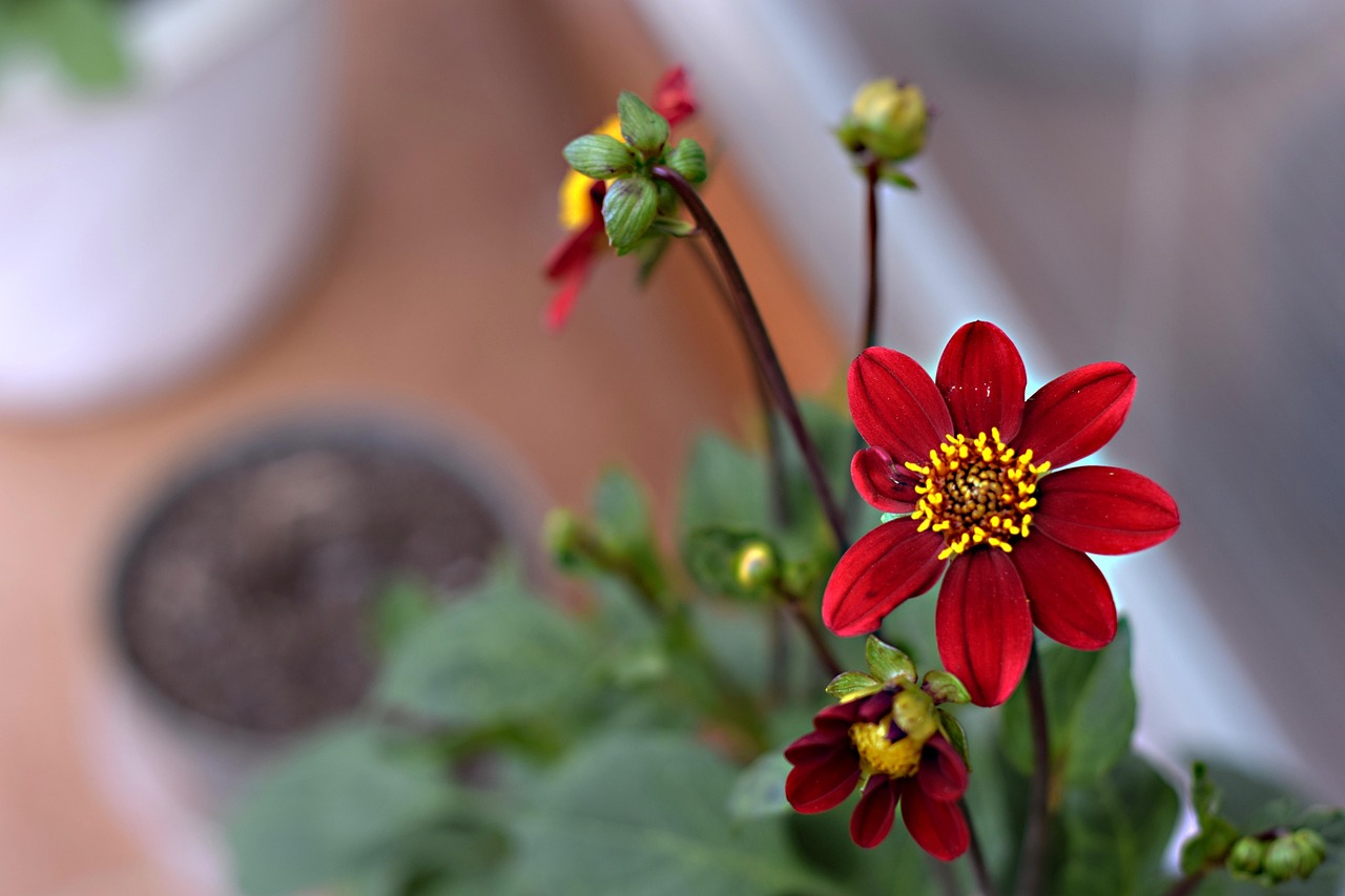 Plus de 3 images de Květinka et de Fleur - Pixabay