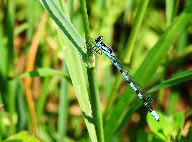 Dragon-Fly Insect Close Up - Free photo on Pixabay - Pixabay