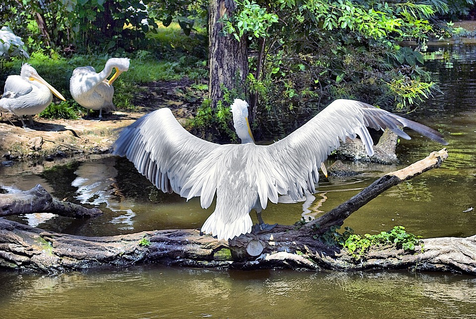 Pelicano Pássaro Asas - Foto gratuita no Pixabay - Pixabay