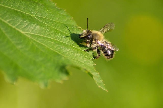 Unicorn Bee Insect Close - Free photo on Pixabay