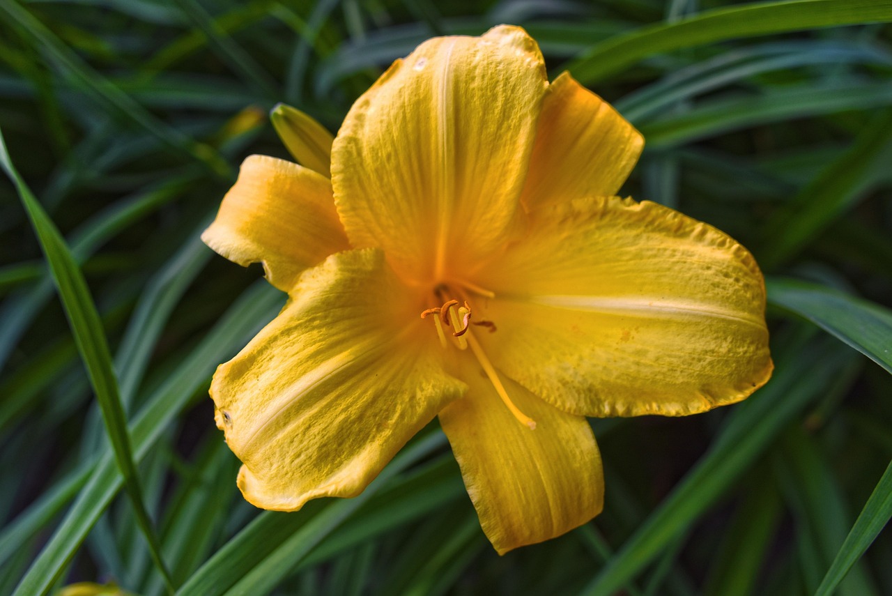 Lirio Flor Planta Resplandor - Foto gratis en Pixabay - Pixabay