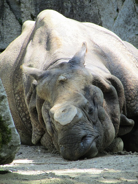 Colossus Vs Rhino