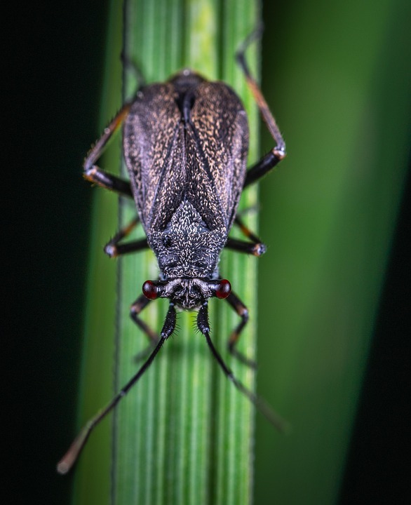 Macro Insect Nymph - Free photo on Pixabay