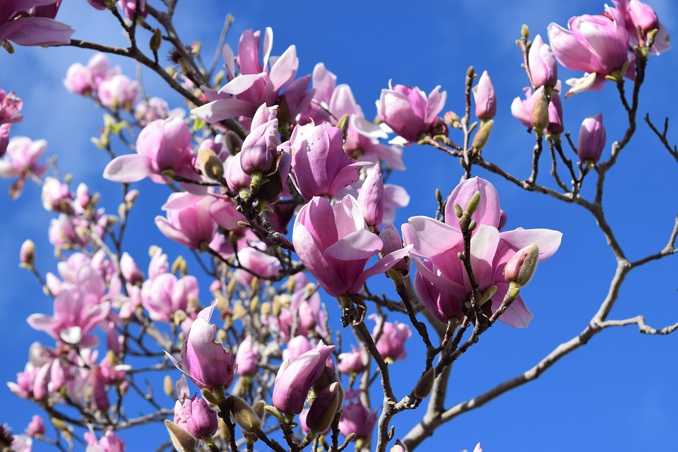 Magnolia Bloem De Lente - Gratis foto op Pixabay - Pixabay