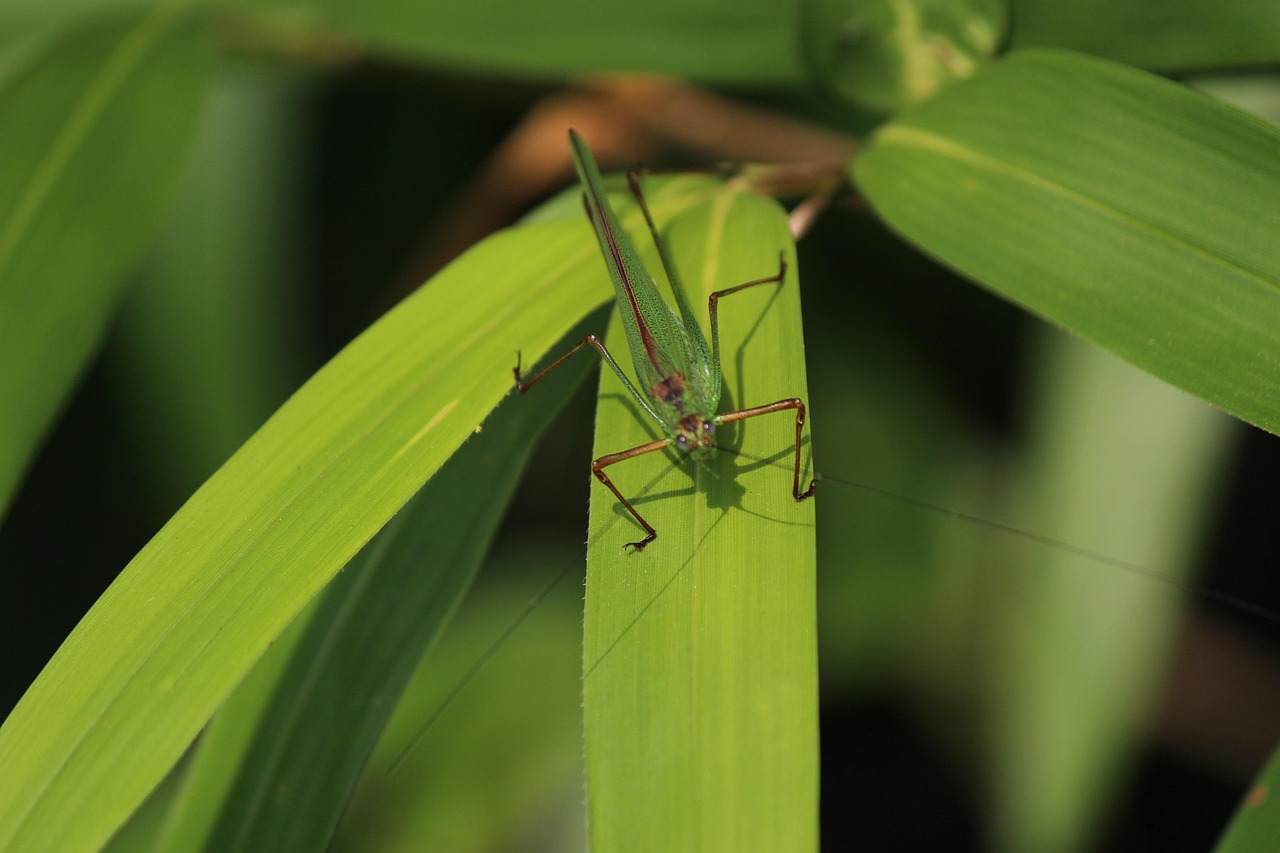 Girl Grasshopper Grass - Free photo on Pixabay - Pixabay