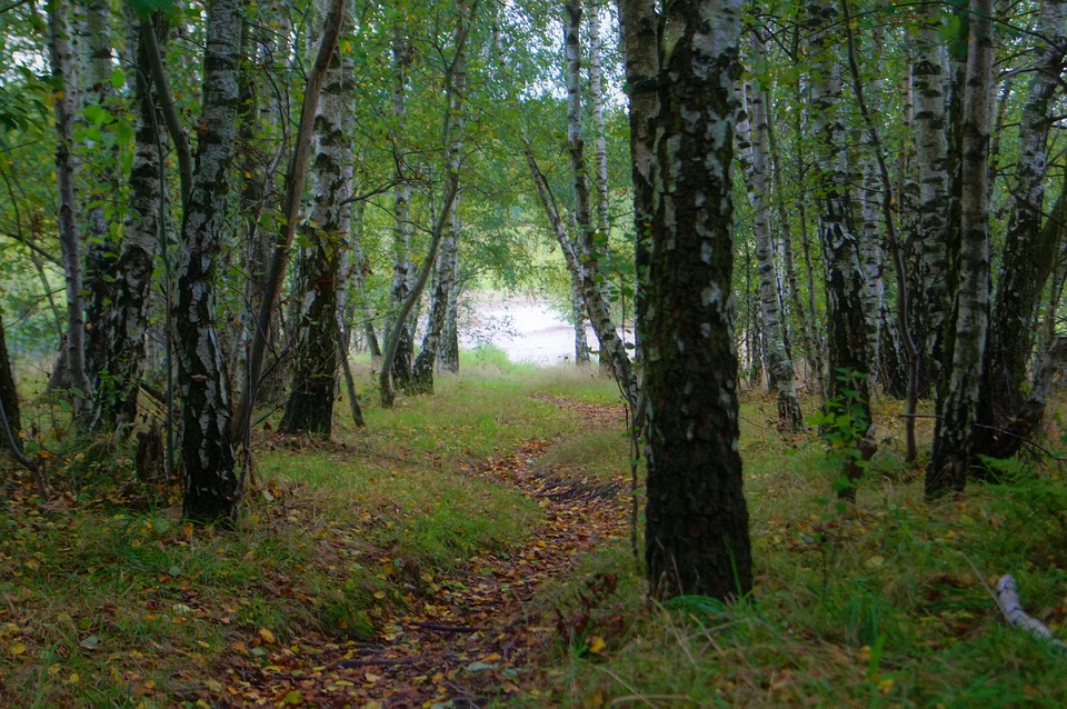 Weg Pfad Wald - Kostenloses Foto auf Pixabay