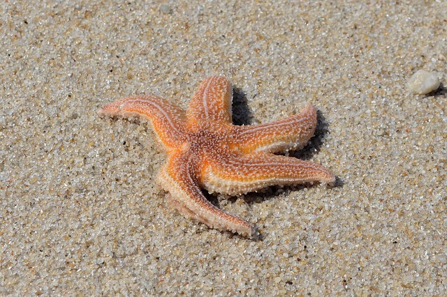 Seestern Sand Strand - Kostenloses Foto auf Pixabay - Pixabay