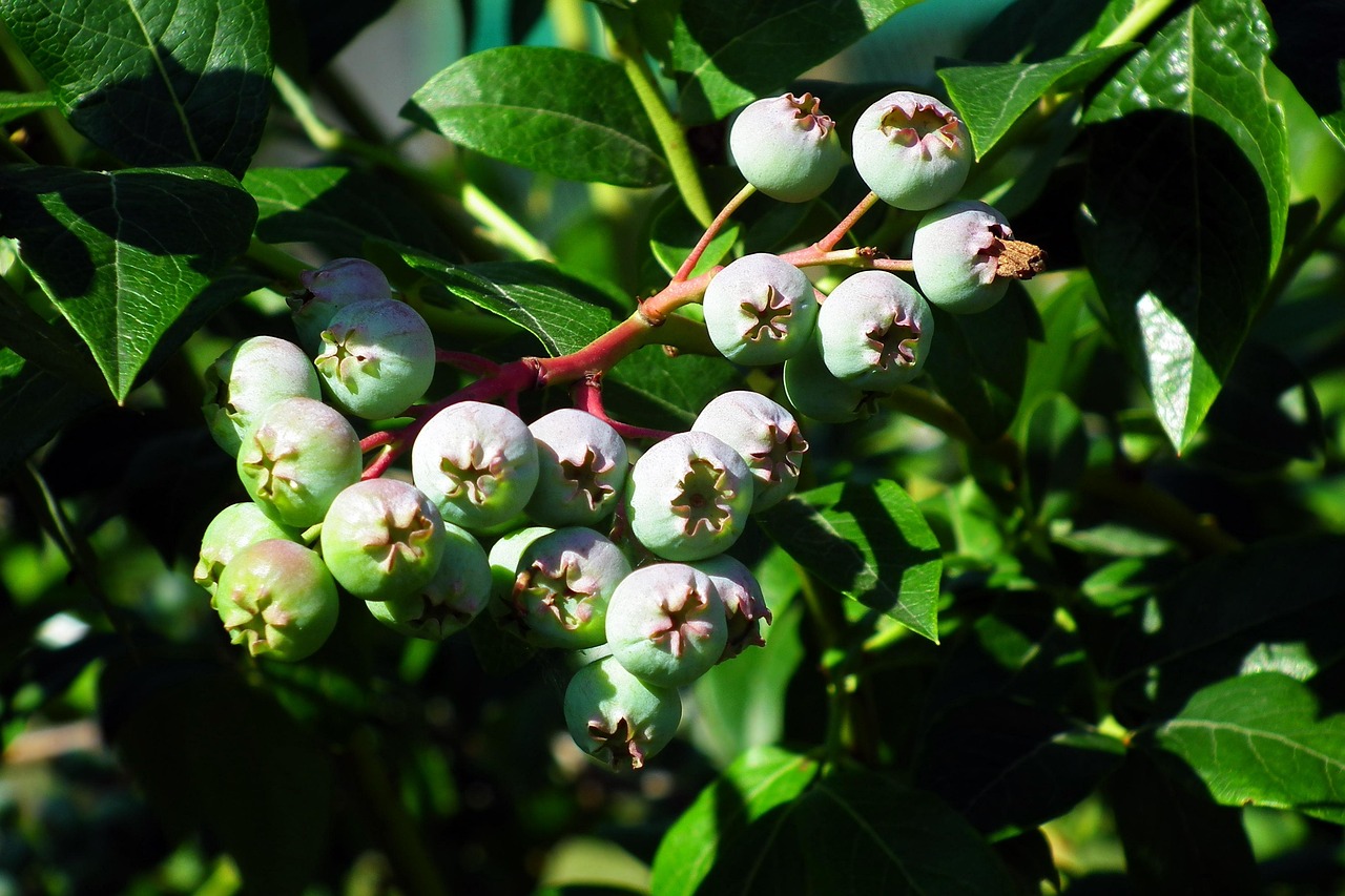 Blueberry Fruit Bush - Free photo on Pixabay - Pixabay