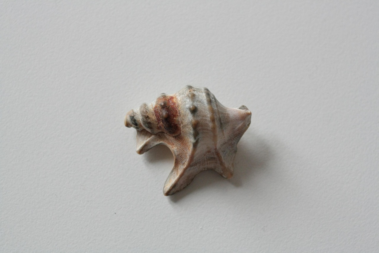 Coquilles Coquillage Mer La - Photo gratuite sur Pixabay - Pixabay