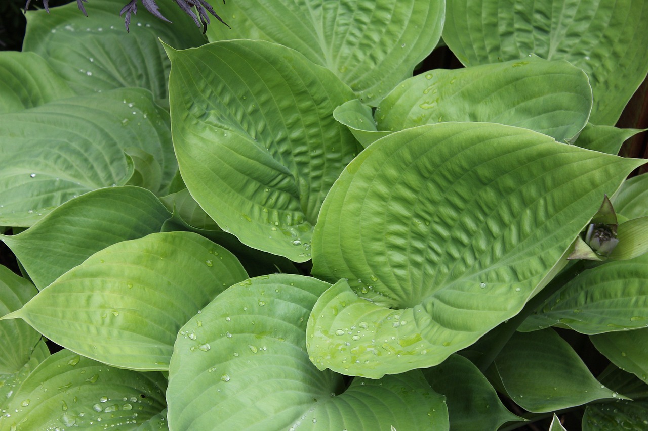 Plantain Lily Hosta Leaf - Free photo on Pixabay