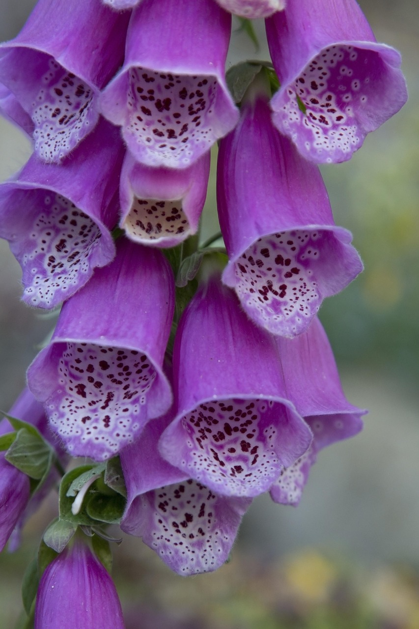 300+ Free Foxglove Flowers & Foxglove Images - Pixabay