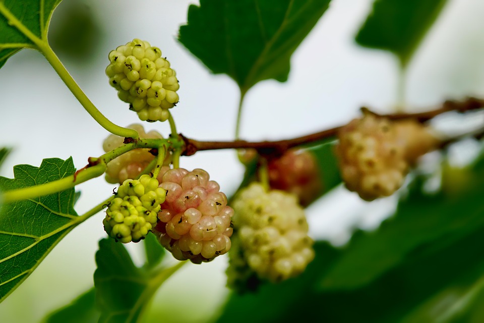 Nature Fruit Berry - Free photo on Pixabay - Pixabay