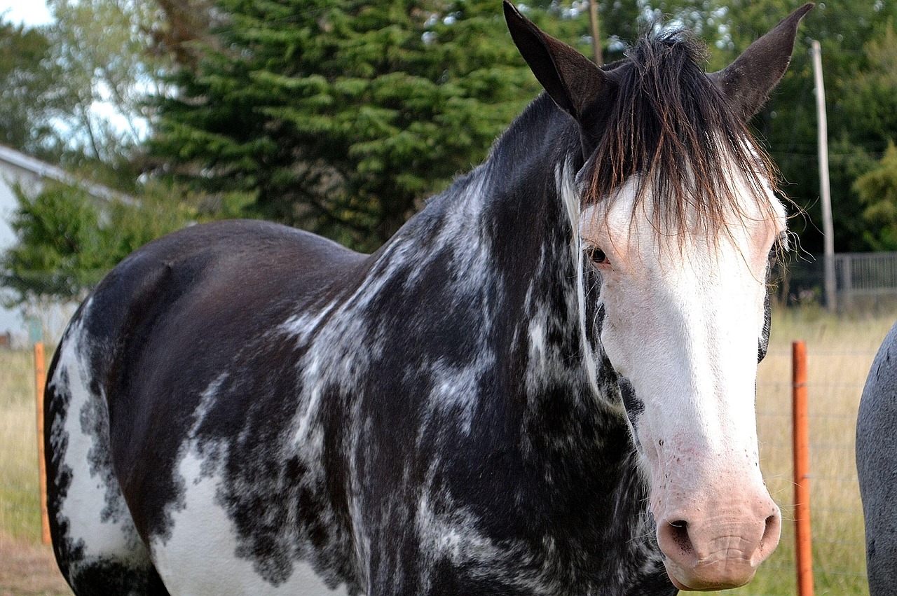 Cavallo Equino A Quattro Zampe Foto Gratis Su Pixabay Pixabay