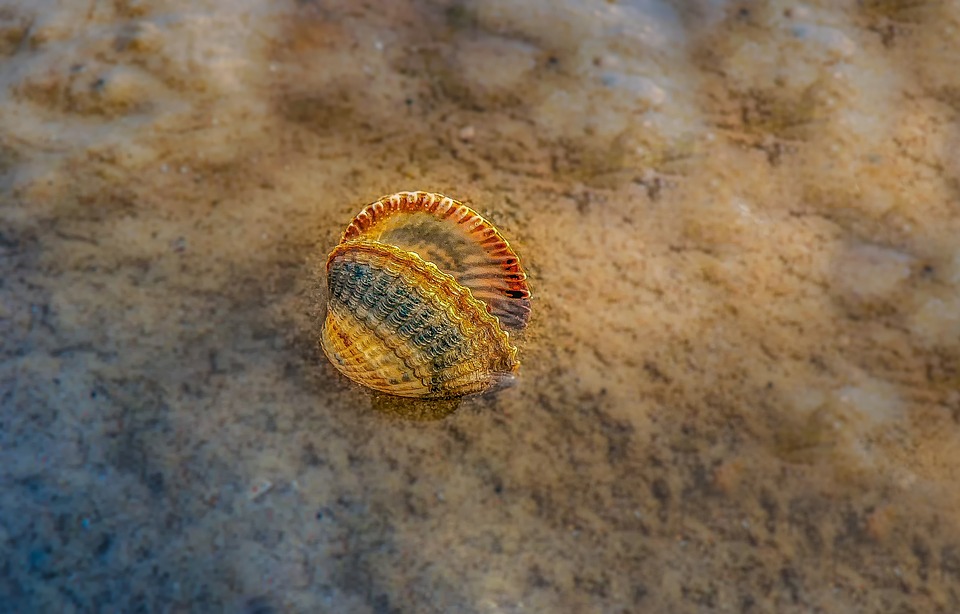 Nature Shell Animal - Free photo on Pixabay