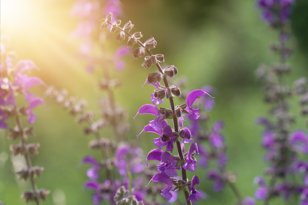 Plantar Flor Flores Cor De - Foto gratuita no Pixabay