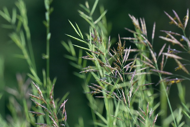 Grasses In The Wind - Free photo on Pixabay - Pixabay