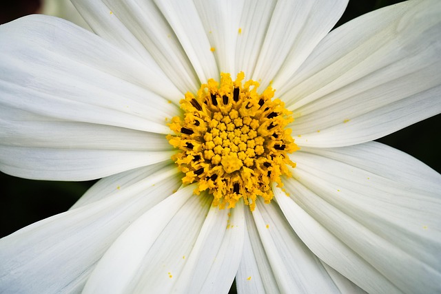 Flor Gerbera Naturaleza - Foto gratis en Pixabay - Pixabay