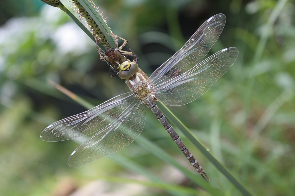 Dragon-Fly Dragonflies Aeshna Maid - Free photo on Pixabay