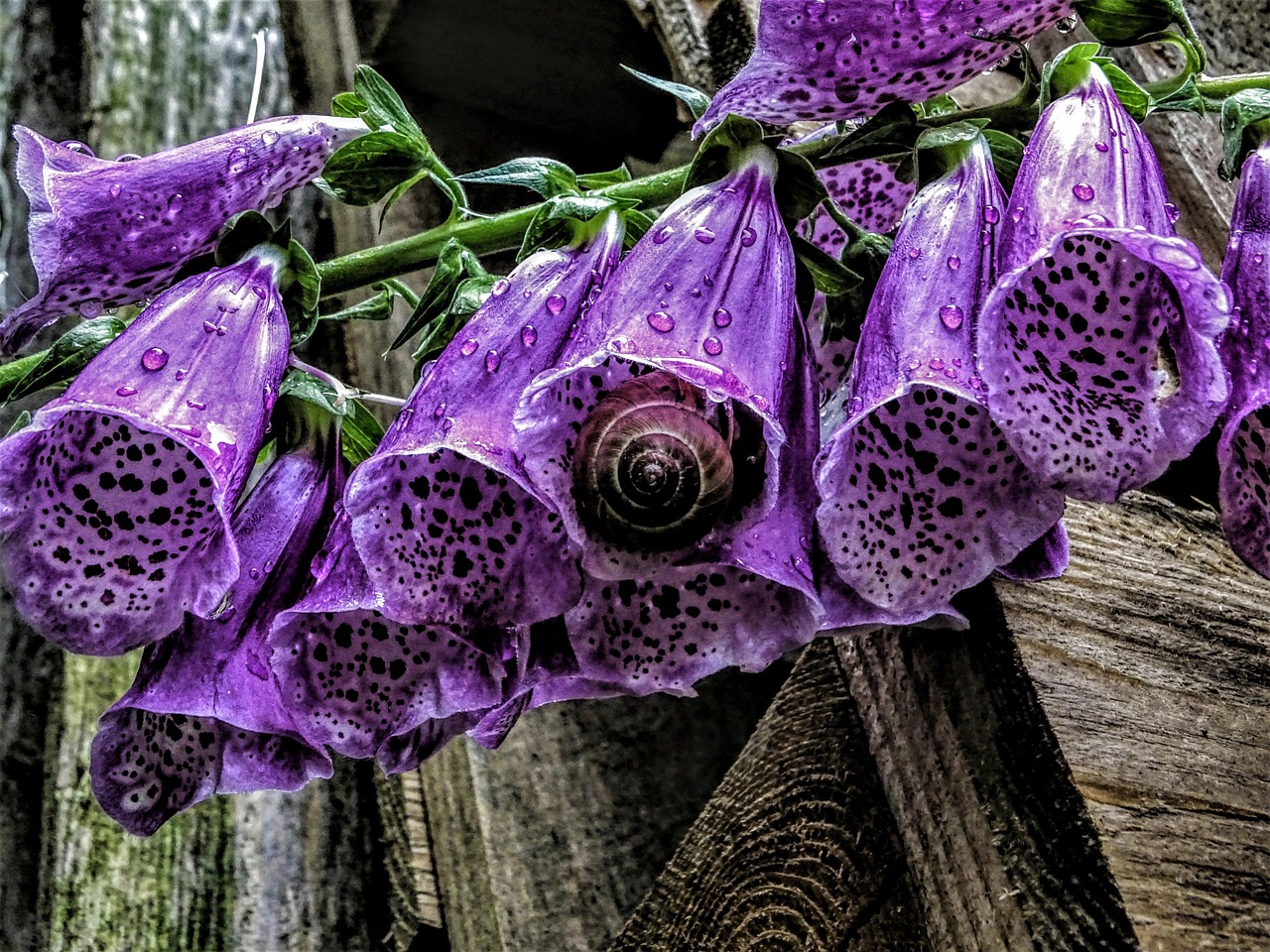 花 顶针 自然Tur - Pixabay上的免费照片 - Pixabay