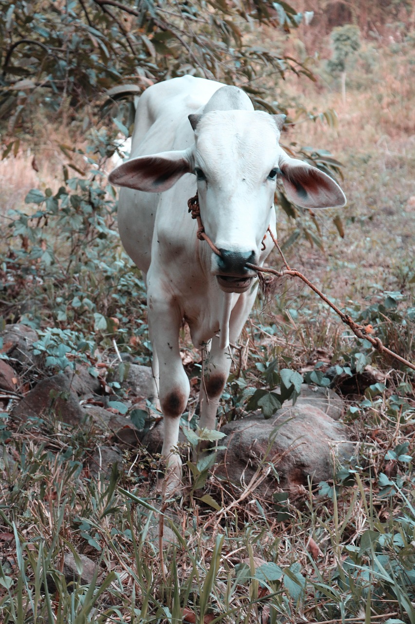 Cow Animals White - Free photo on Pixabay - Pixabay