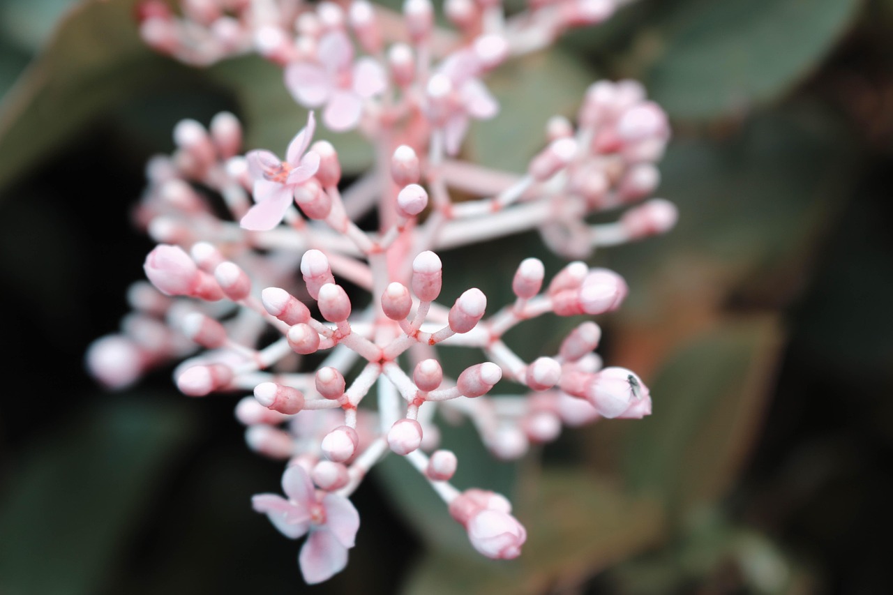 Plantes Botanique Fleur - Photo gratuite sur Pixabay - Pixabay