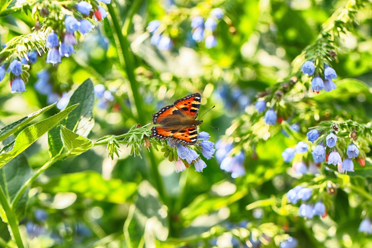 Papillon Nature - Photo gratuite sur Pixabay - Pixabay