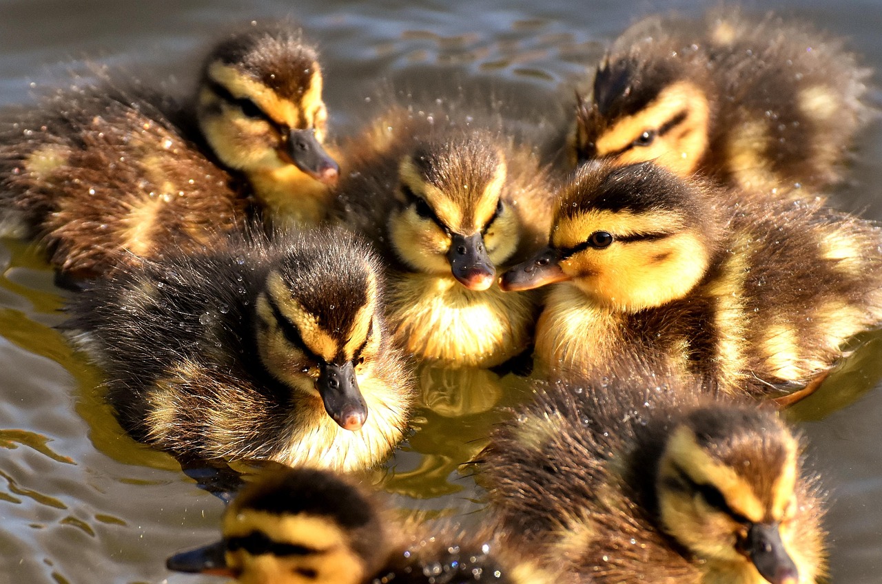 Mallard Chick Infant - Free photo on Pixabay - Pixabay