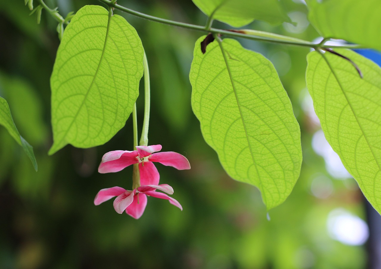 Quisqualis Indica Leaf