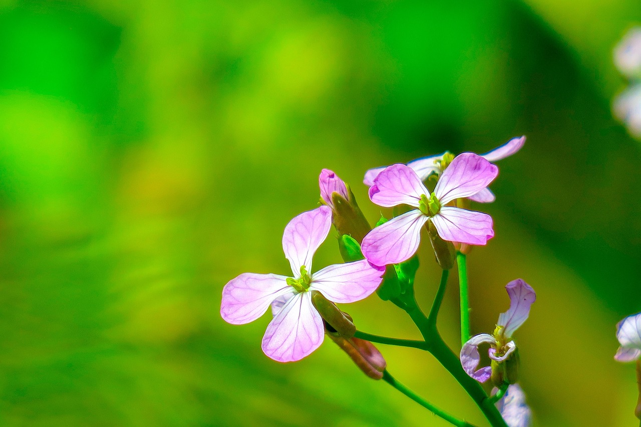 Flower Close Up Close-Up - Free photo on Pixabay - Pixabay