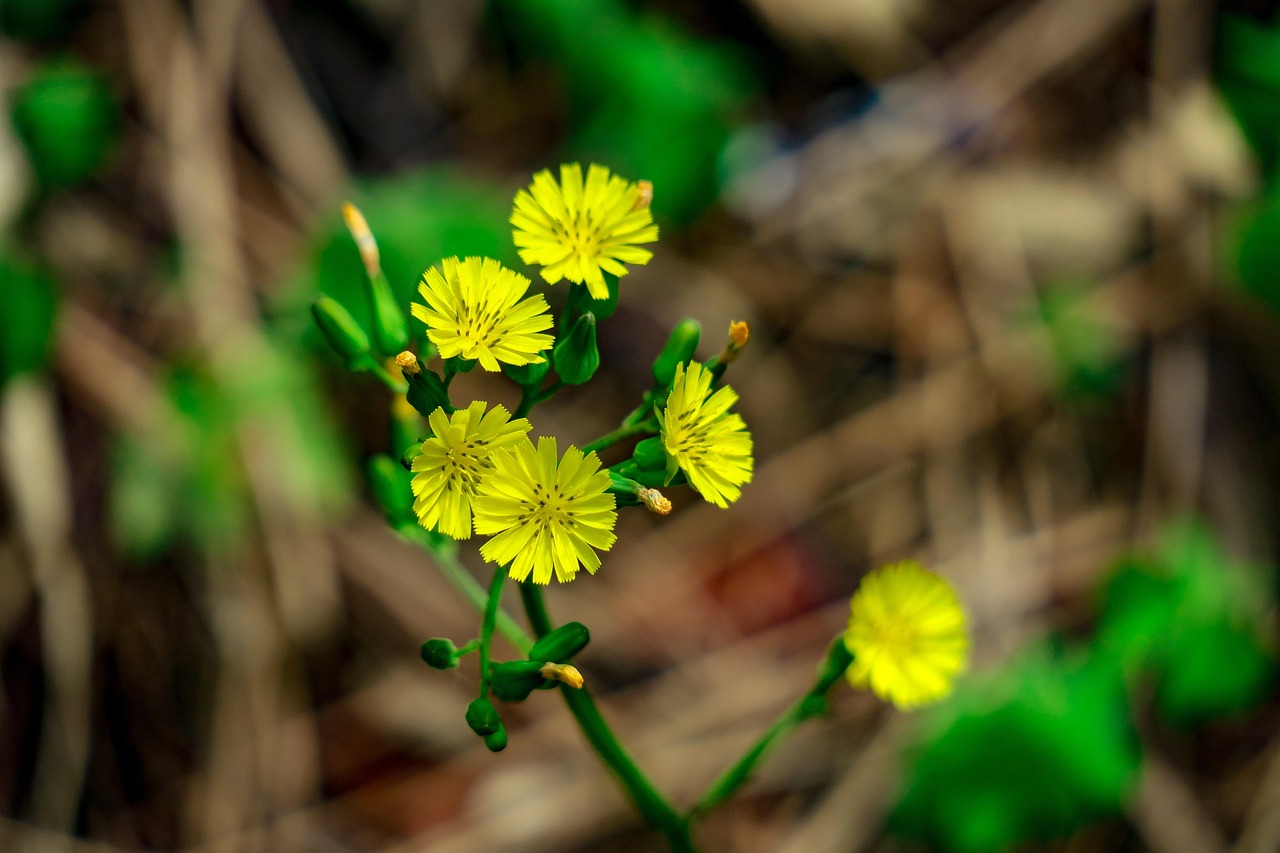 Flower Close Up Close-Up - Free photo on Pixabay