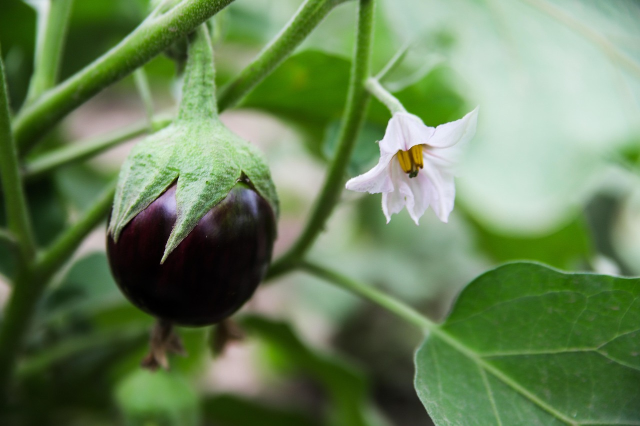 Aubergine Plant Flower - Free photo on Pixabay - Pixabay
