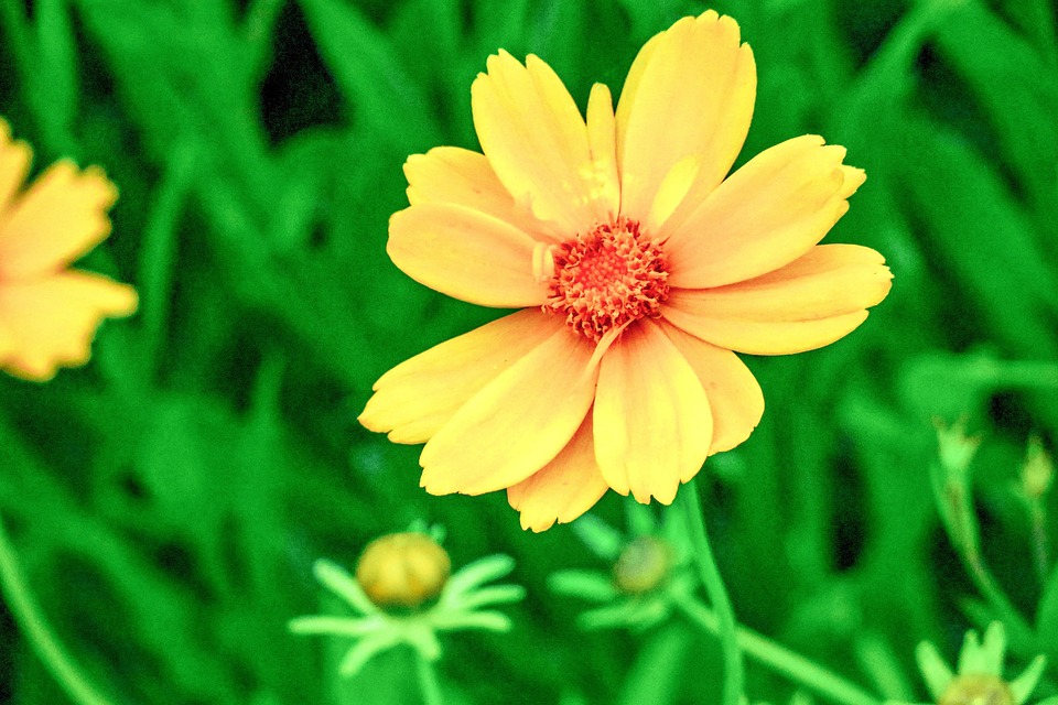 Flower Close Up Close-Up - Free photo on Pixabay - Pixabay
