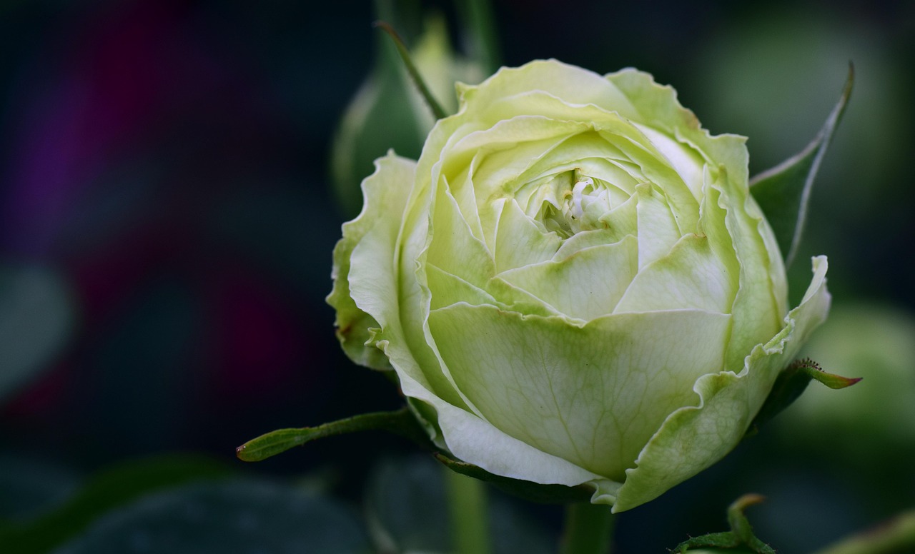 8+ gratis bilder av Rosesorter og Natur - Pixabay