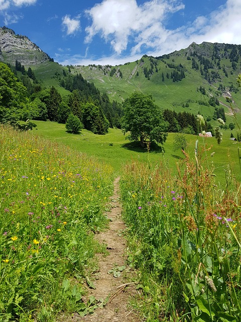 Pfad Berg Natur - Kostenloses Foto auf Pixabay - Pixabay