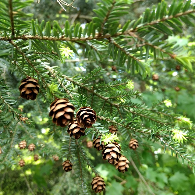 Eastern Hemlock Tsuga Cones - Free photo on Pixabay - Pixabay