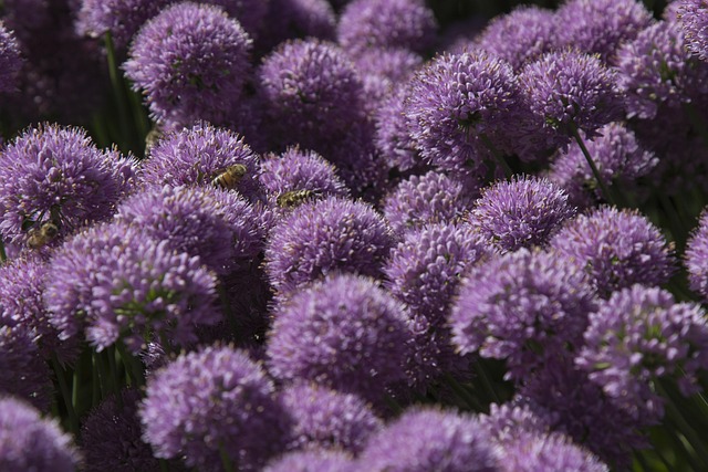 Allium Schoenoprasum Cebolinha - Foto gratuita no Pixabay - Pixabay