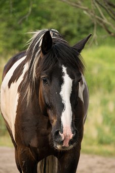 50+ Free Pinto & Horse Images - Pixabay