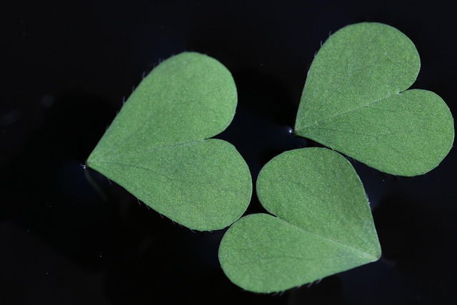 Clover Green Nature - Free photo on Pixabay