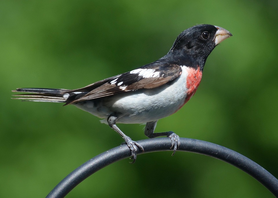Rose Breasted Grosbeak Bird Nature - Free photo on Pixabay - Pixabay