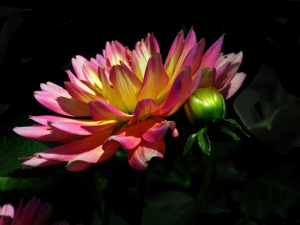 Garten Blume Natur - Kostenloses Foto auf Pixabay