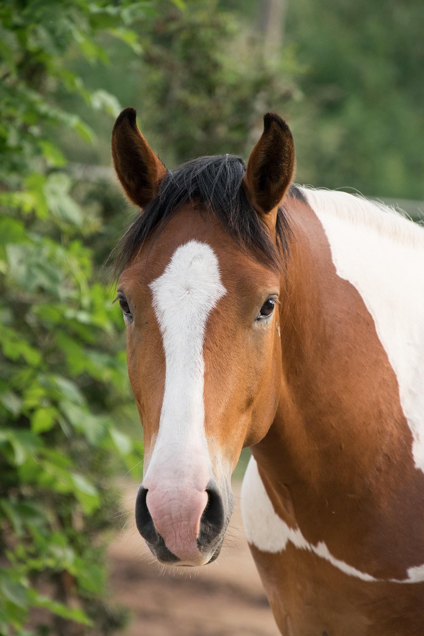 Horse Animal Portrait - Free photo on Pixabay