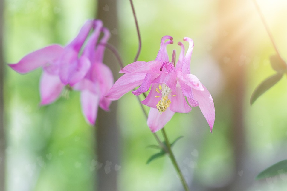 Columbia Pink Columbine - Free photo on Pixabay - Pixabay