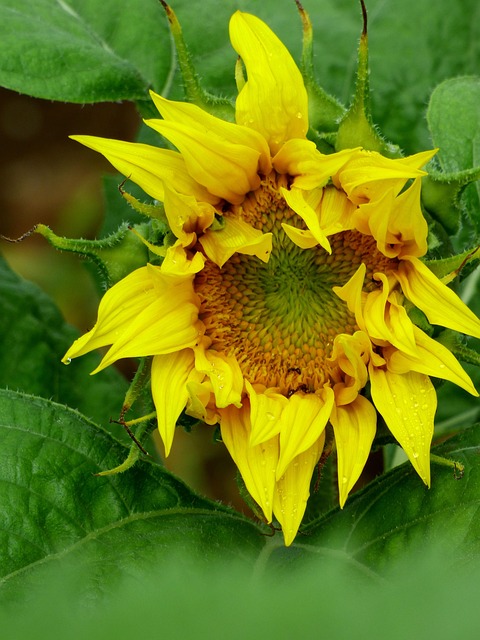 Flor Girasol Amarillo - Foto gratis en Pixabay - Pixabay