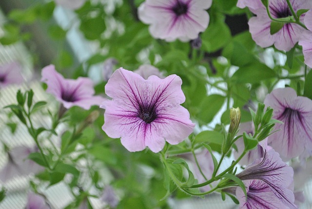Purple Flower Flowering Nature - Free photo on Pixabay - Pixabay