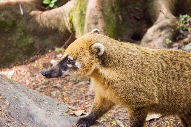 Coati Park Ecological - Free photo on Pixabay - Pixabay