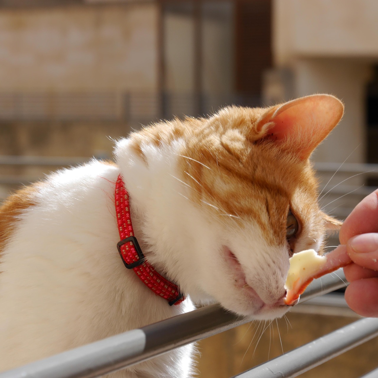 Cat Domestic Animal Feeding - Free photo on Pixabay - Pixabay